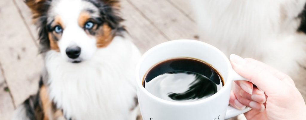 Adopta un perrito y disfruta de un aperitivo en The Doger Café