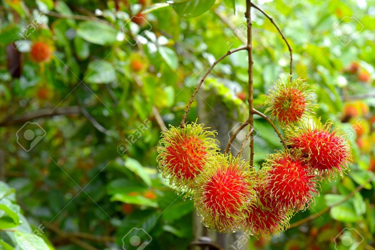 Las 8 frutas exóticas para refrescarte y disfrutar en Verano ...