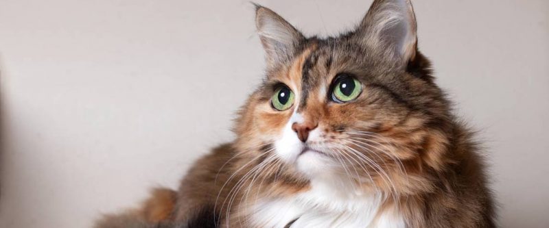 ¿Cómo saber si mi gato está sano?