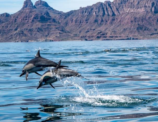 Sorpréndete con la Isla Colorado, una maravilla de Baja California