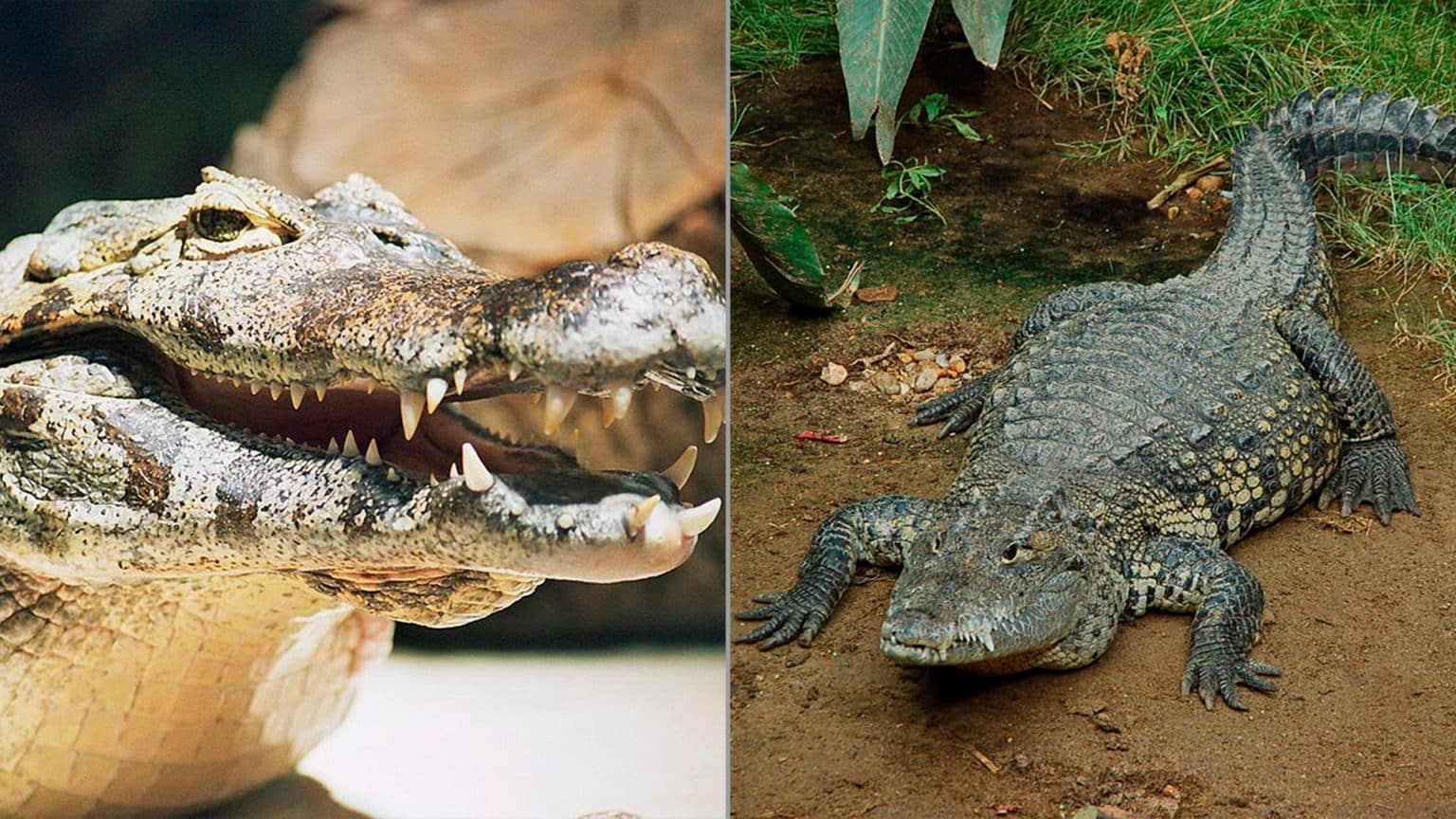 ¿Cuál es la diferencia entre un cocodrilo y un caimán?