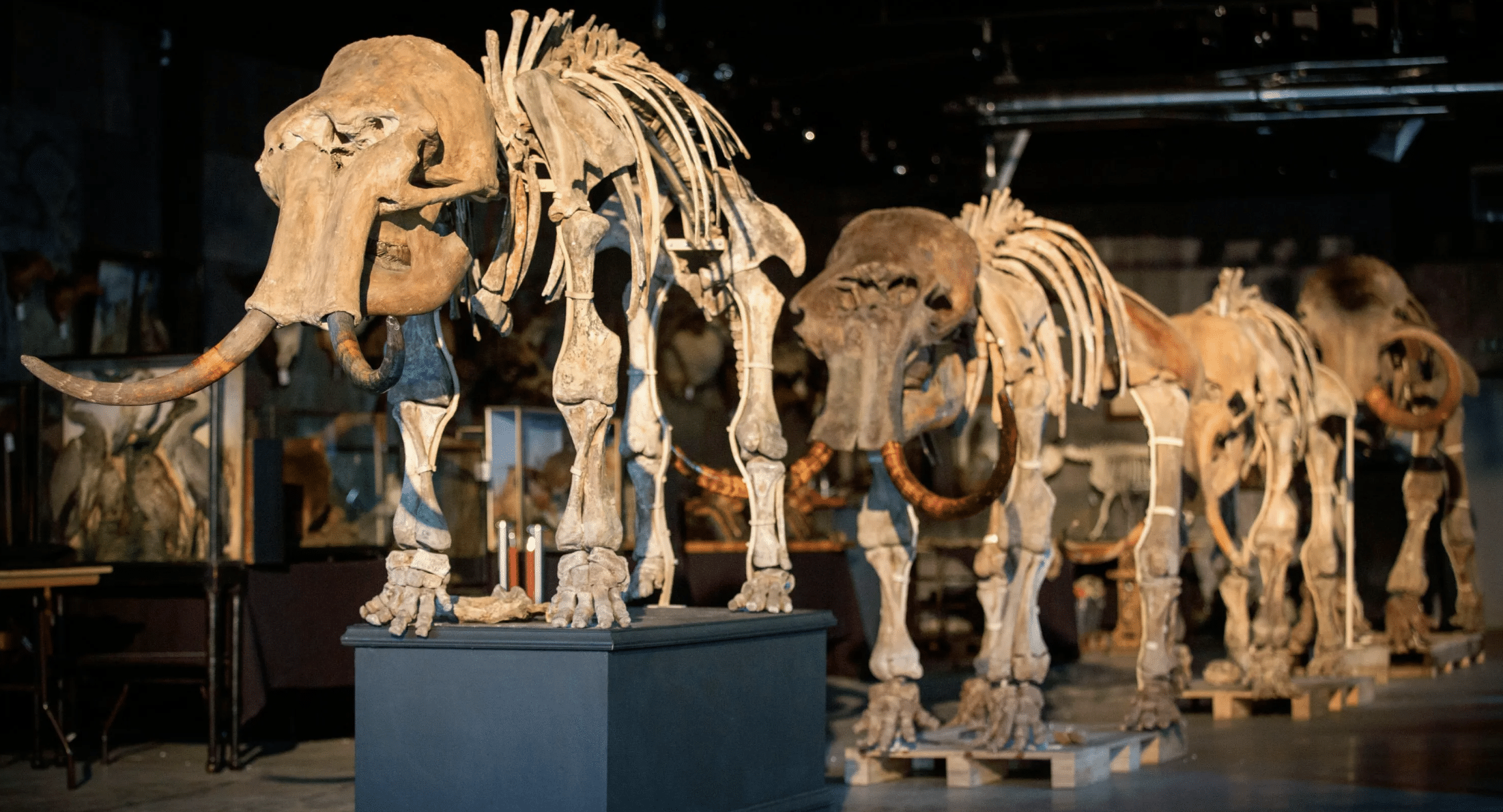 Aeropuerto Internacional Felipe Ángeles, la casa de los restos de ...
