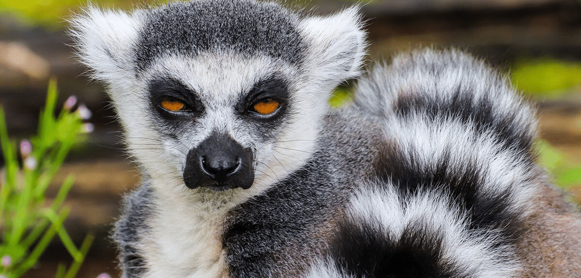 El "Rey Julien" se une a la familia del zoológico de Mexquitic - Código ...