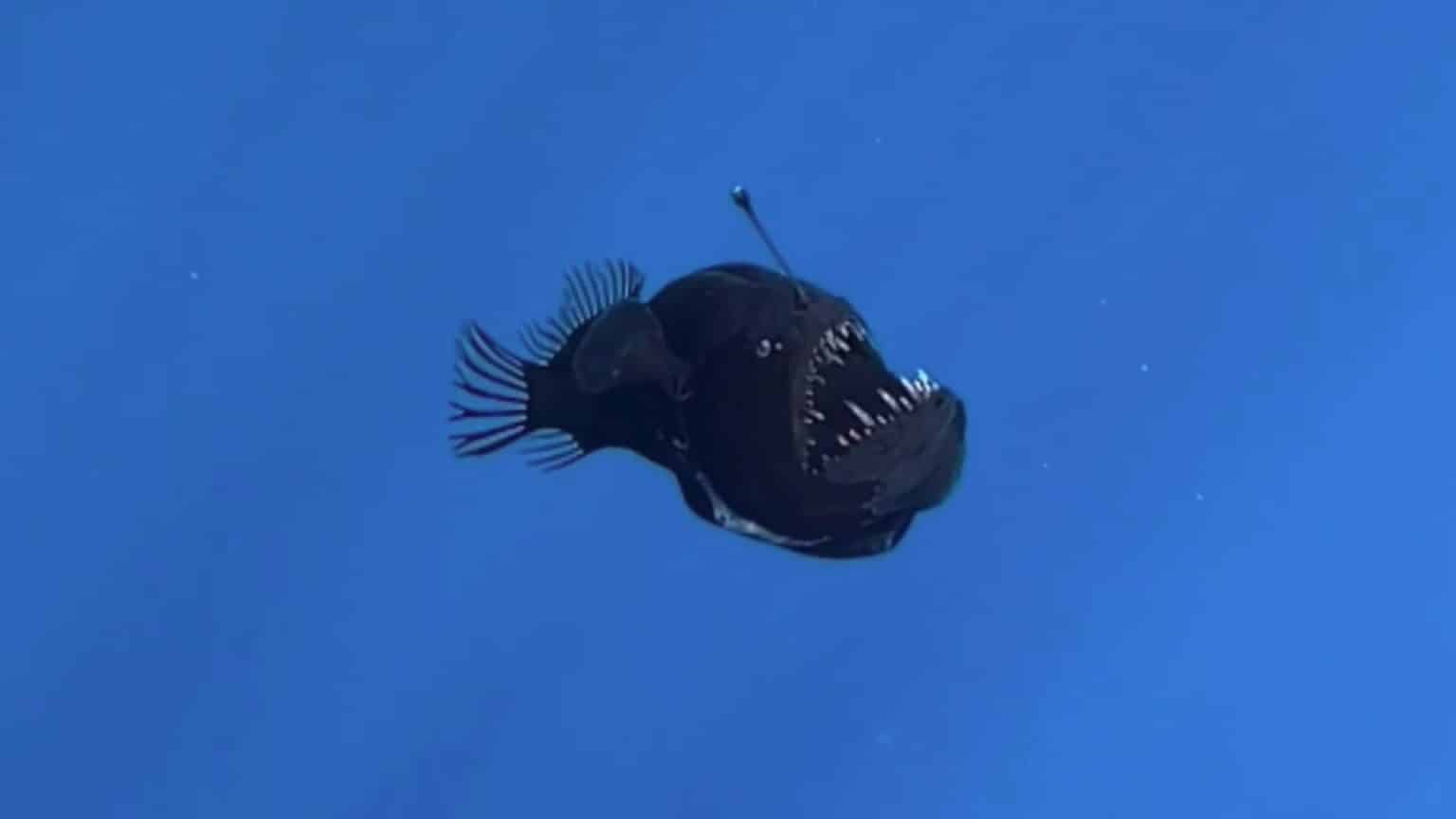 Conoce al pez abisal, identificado como "diablo negro" - Código San ...